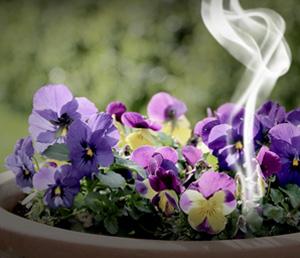 Par temps chaud, attention à vos mégots! - Journal La Relève